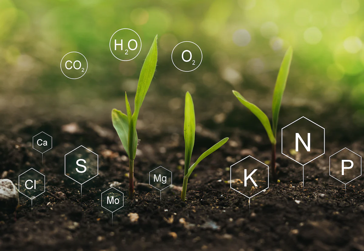 Understanding Soil NPK: Helping Your Plants Thrive